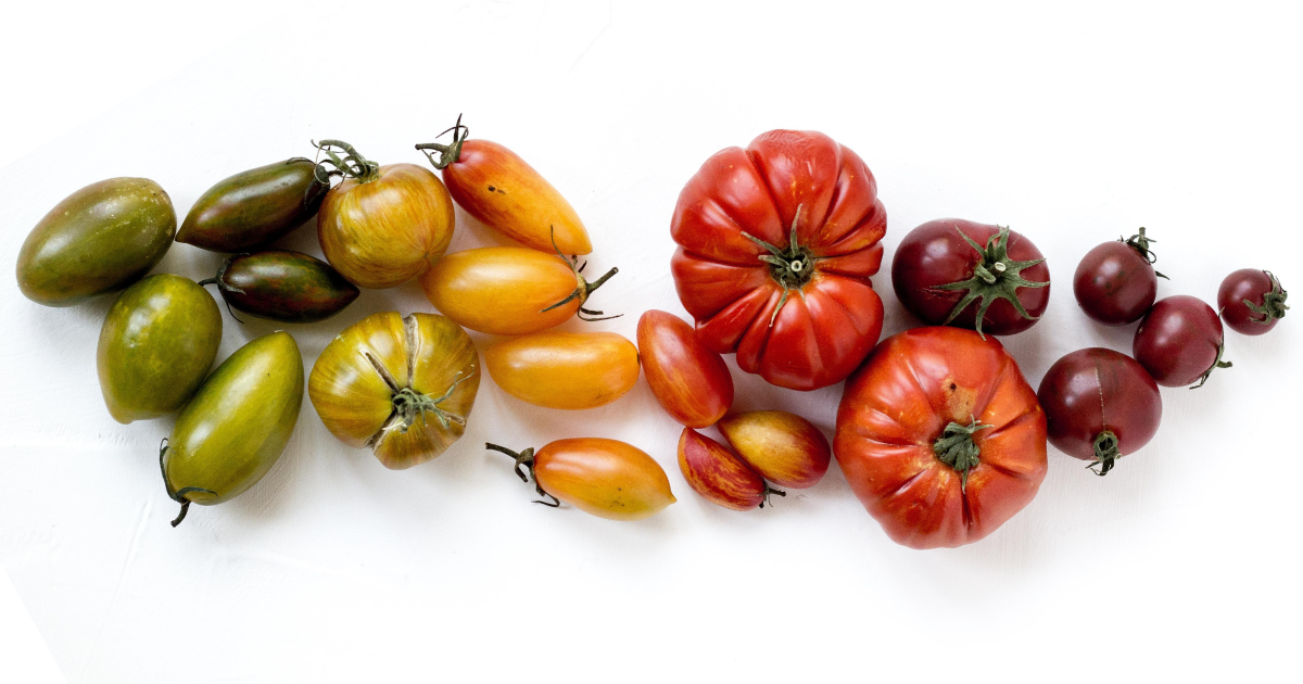 Amazing Heirlooms: Tomato Mastery Class | Dallas Garden School