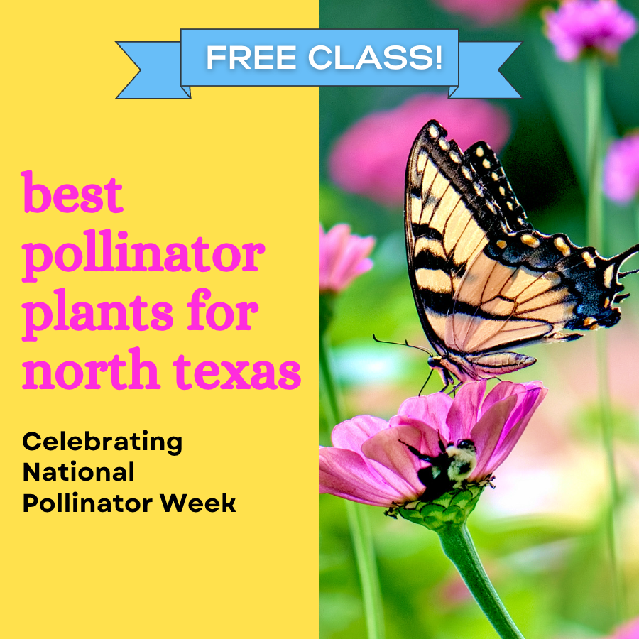 Best Pollinator Plants for North Texas
