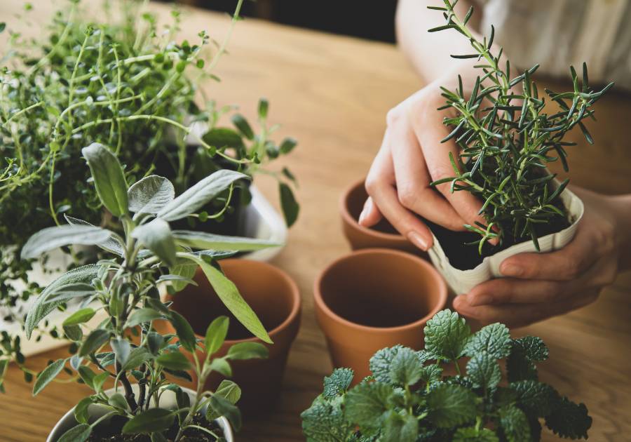 The Dallas Garden School | Gardening Classes